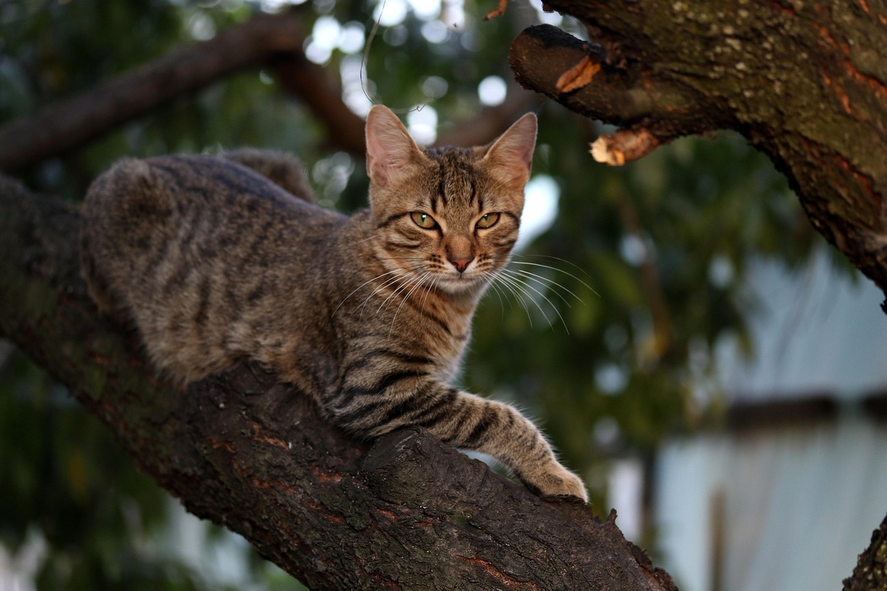The Cat Catlike Little - Free photo on Pixabay - Pixabay