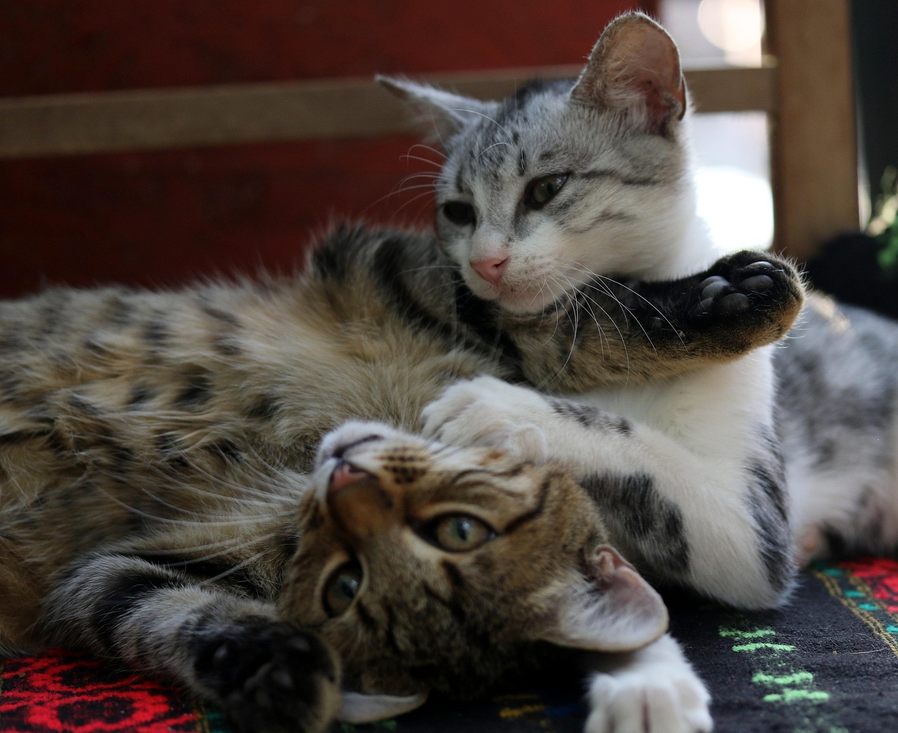 Gatito Amor Dos - Foto gratis en Pixabay