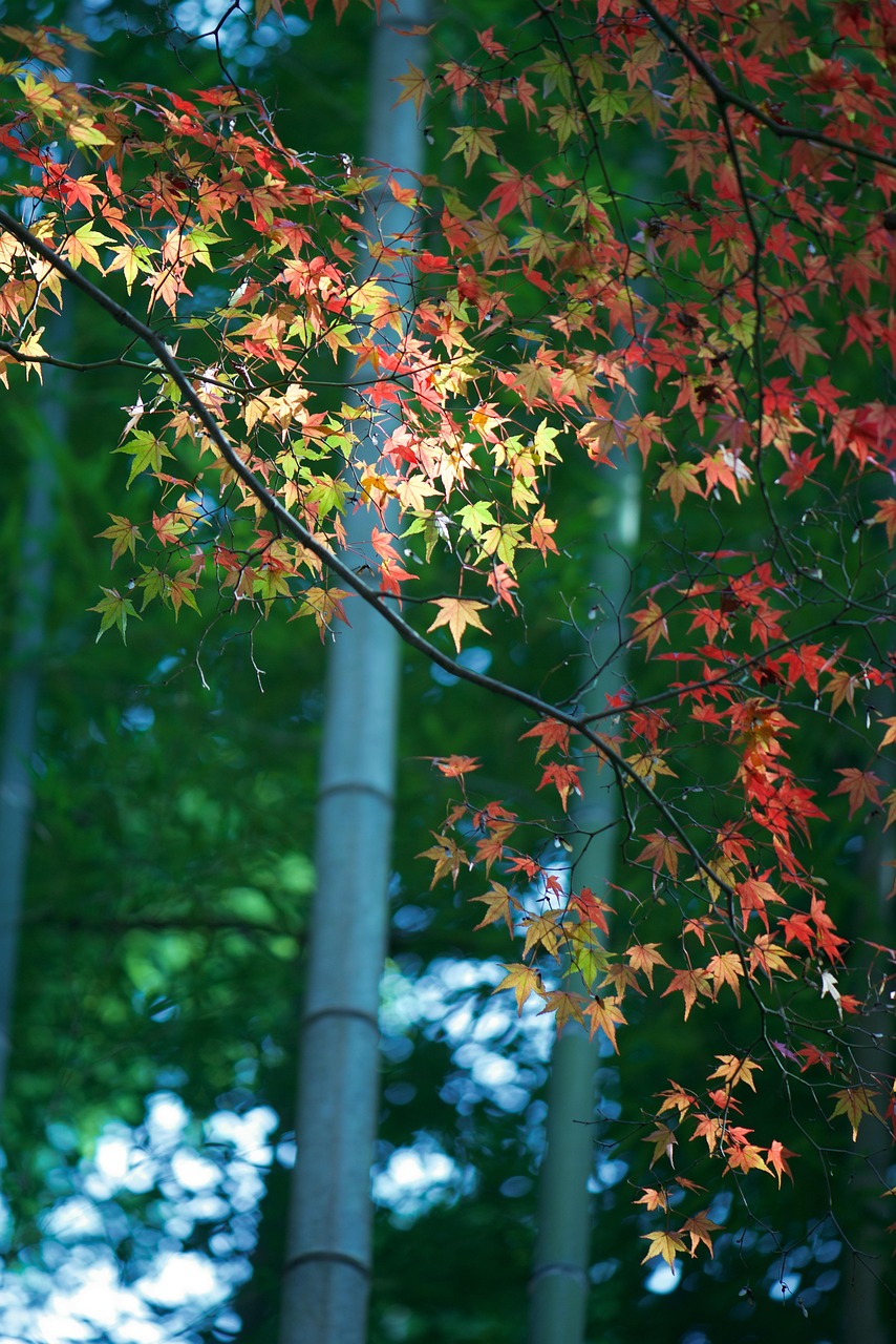 Autumn Natural Tree - Free photo on Pixabay