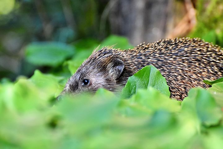 Herisson Photos - Téléchargez des images gratuites - Pixabay