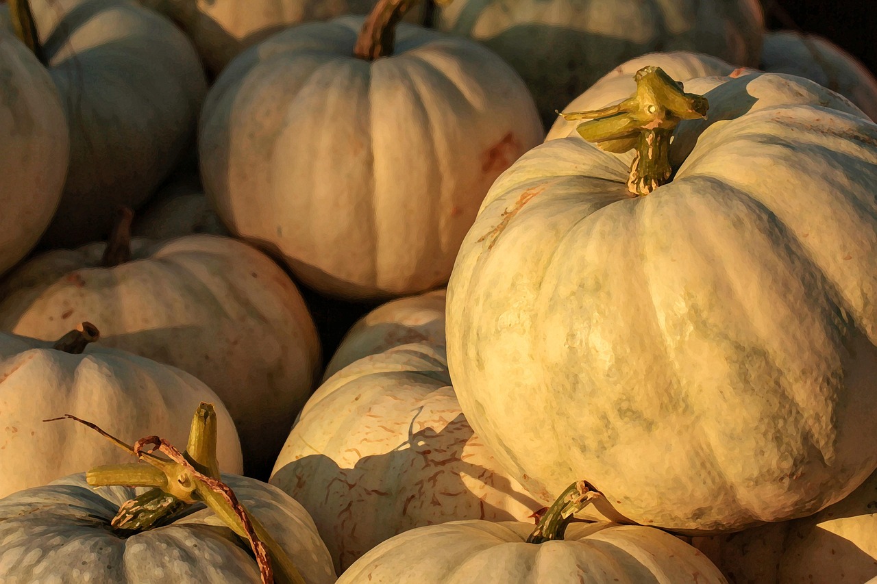 Pumpkin Patch Harvest Fall - Free photo on Pixabay