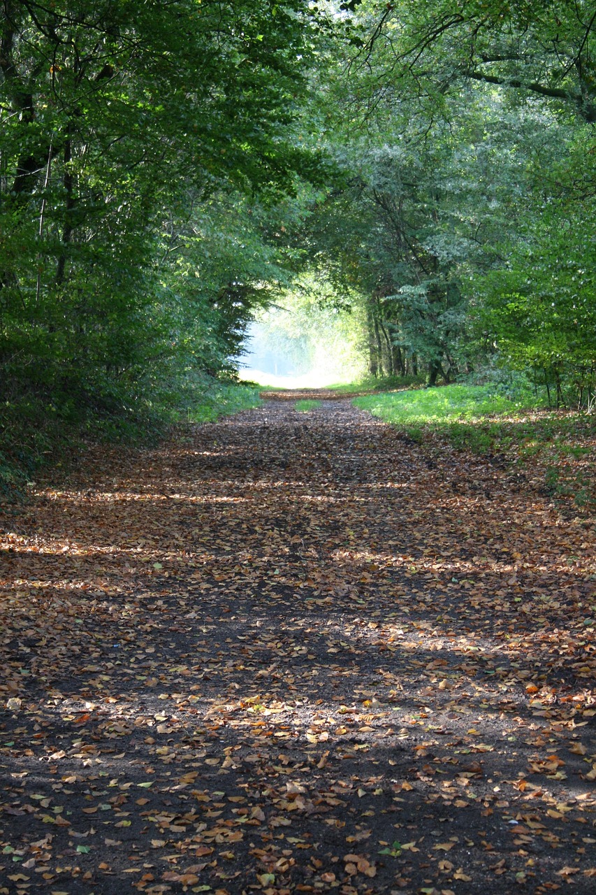 Partida Floresta Cair - Foto gratuita no Pixabay - Pixabay