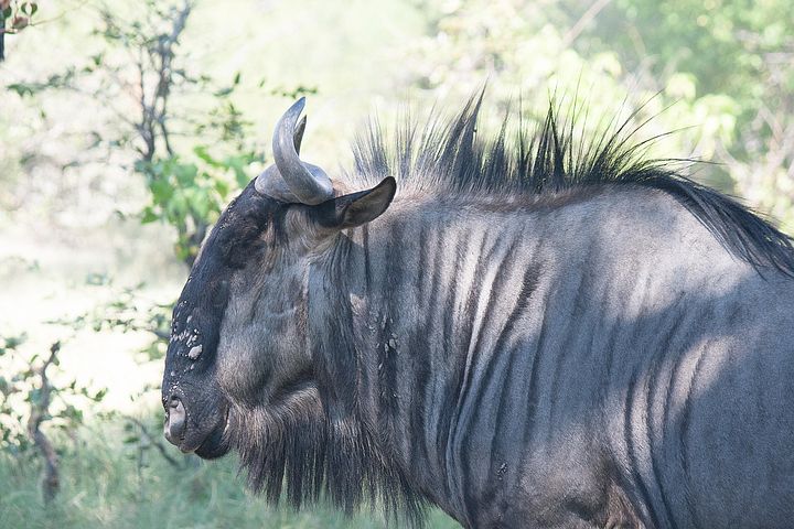 200+ Free Wildebeest & Wildlife Images - Pixabay