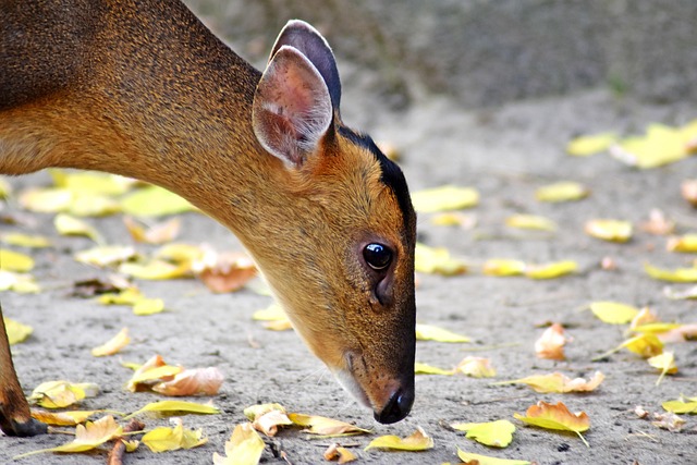 Deer Animal World Of - Free photo on Pixabay - Pixabay