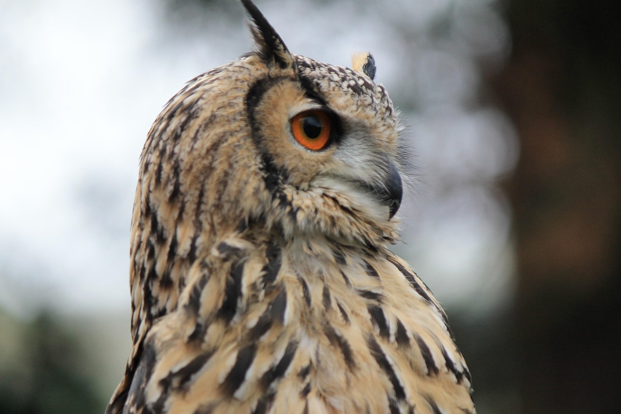 20,000+ Free Owl Face & Owl Images - Pixabay