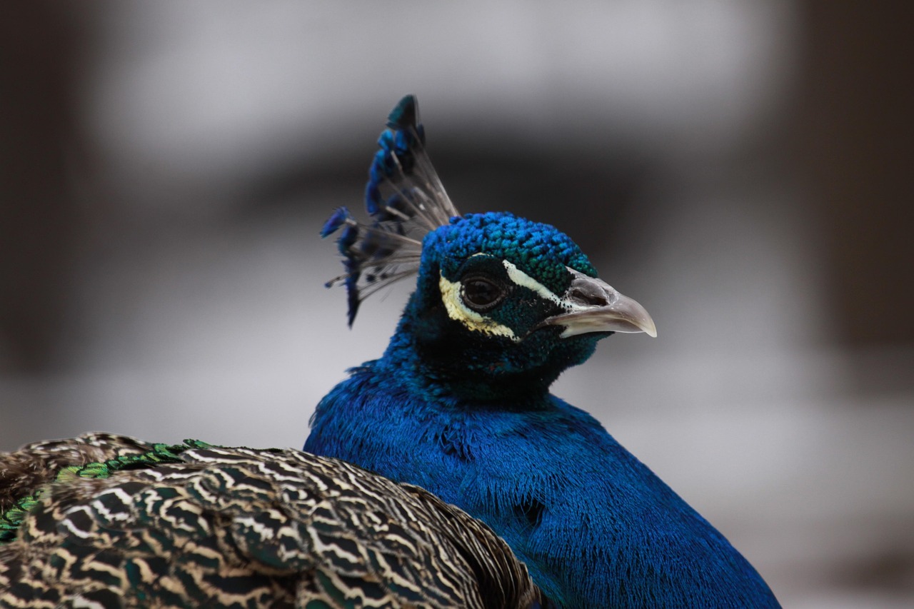 Paon Animal Oiseau La - Photo gratuite sur Pixabay - Pixabay