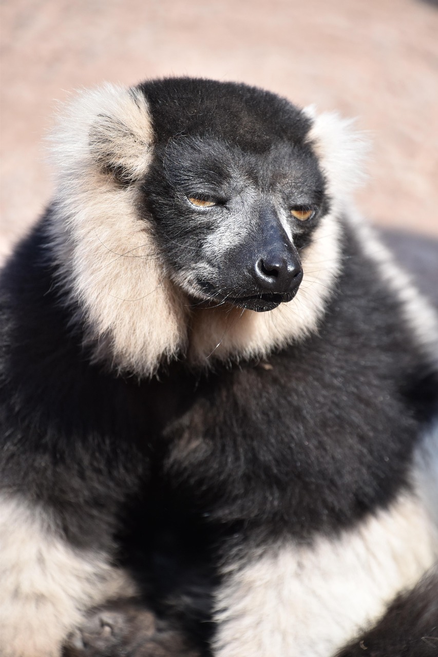 Lemur Maki Catta Madagascar - Free photo on Pixabay - Pixabay