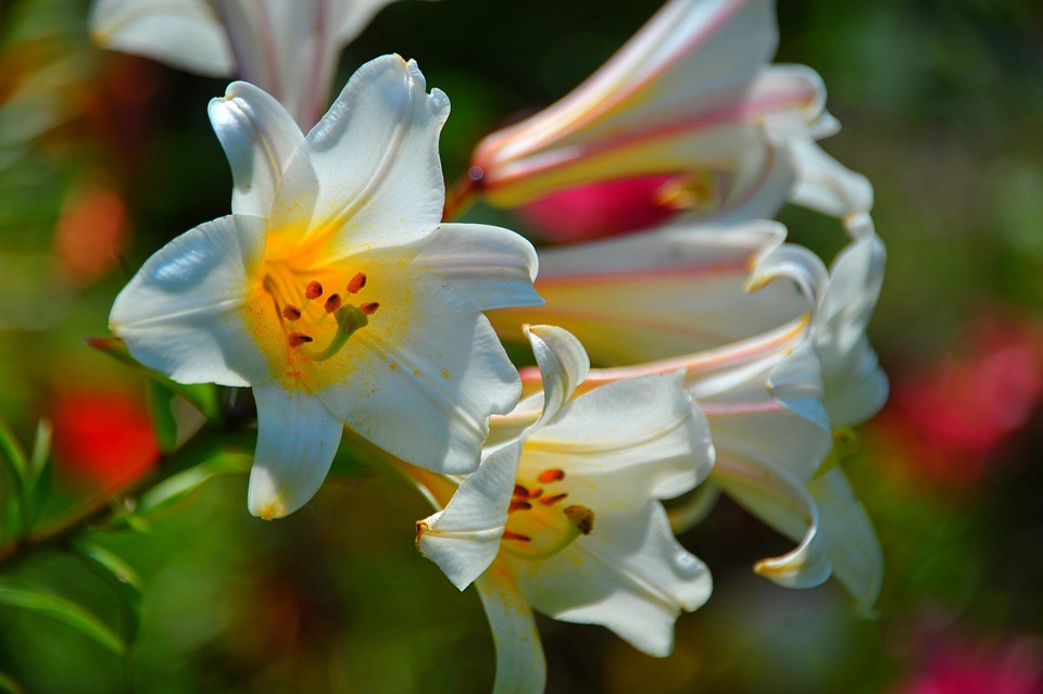 Fleurs De Lys Jardin - Photo gratuite sur Pixabay - Pixabay
