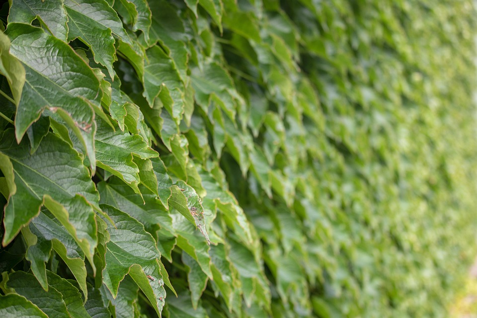 Ivy Green Leaves Close - Free photo on Pixabay