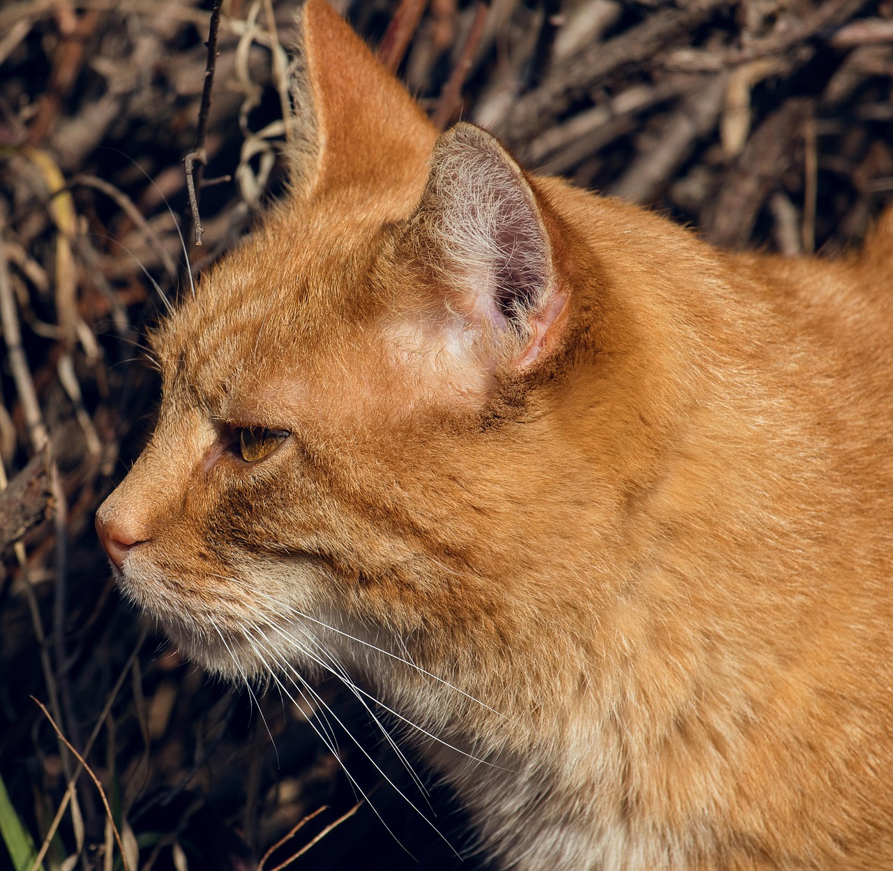 Gato Domestico Animal - Foto gratis en Pixabay - Pixabay