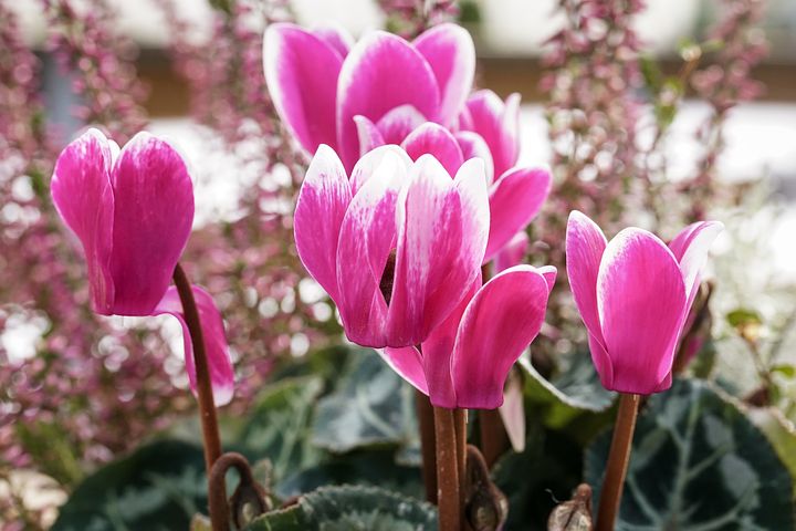 100+ Free Cyclamen & Flower Images - Pixabay