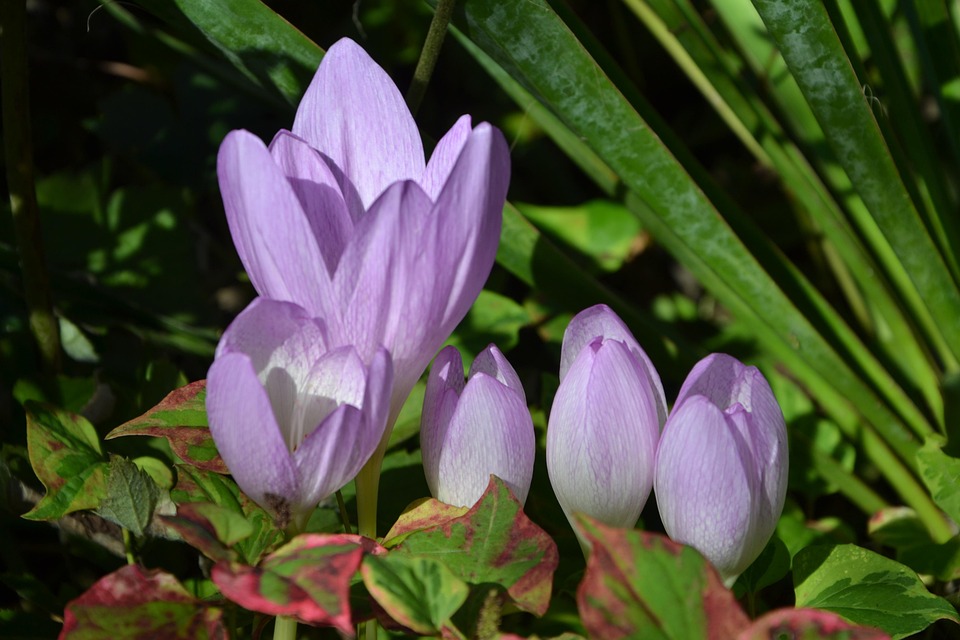Flower Legally Protected Autumn - Free photo on Pixabay - Pixabay