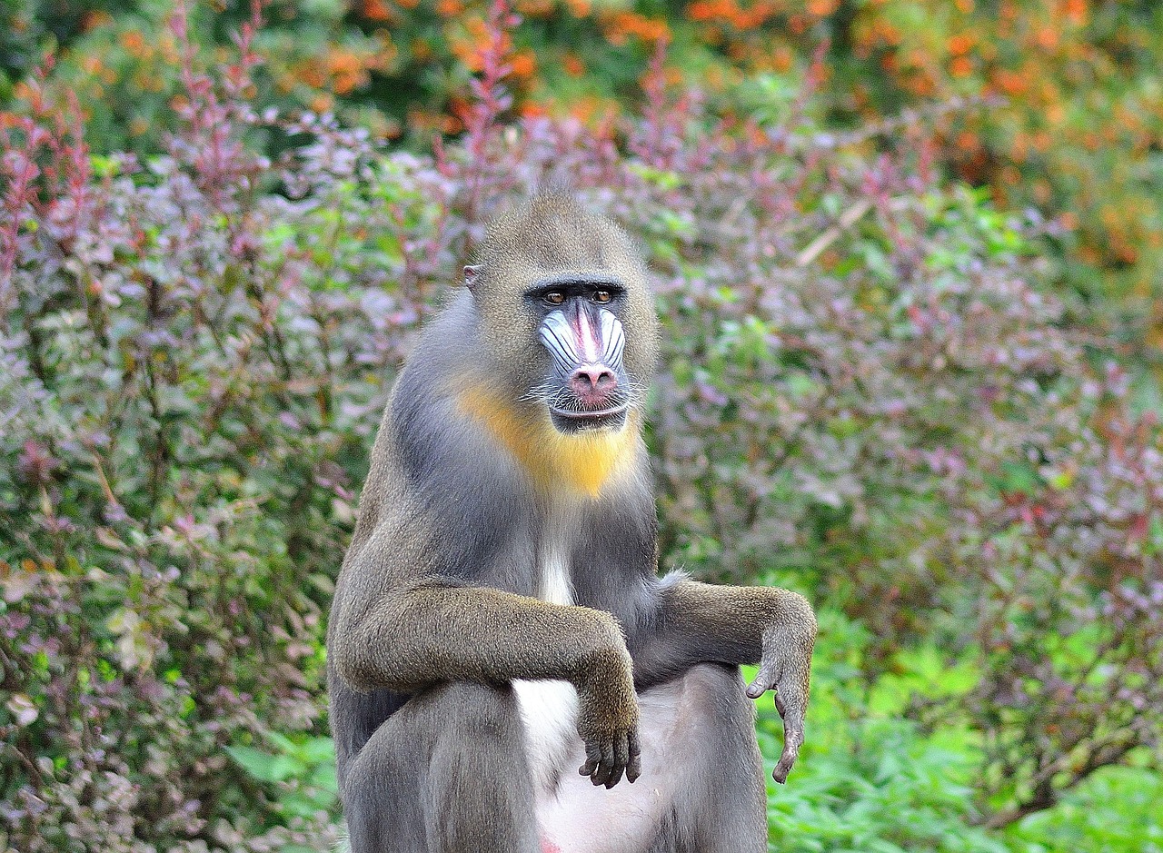 Tiere Affe - Kostenloses Foto auf Pixabay - Pixabay