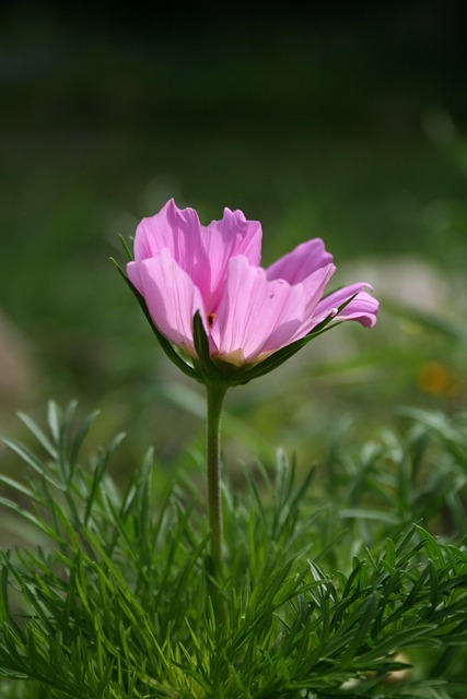 Cosmea Jewelry Basket Kosmeen - Free photo on Pixabay