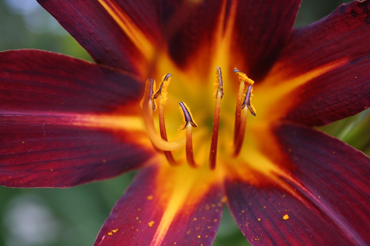 Lily Flower Stamens - Free photo on Pixabay - Pixabay