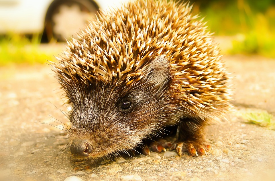 Igel West Porträt Niedlich - Kostenloses Foto auf Pixabay