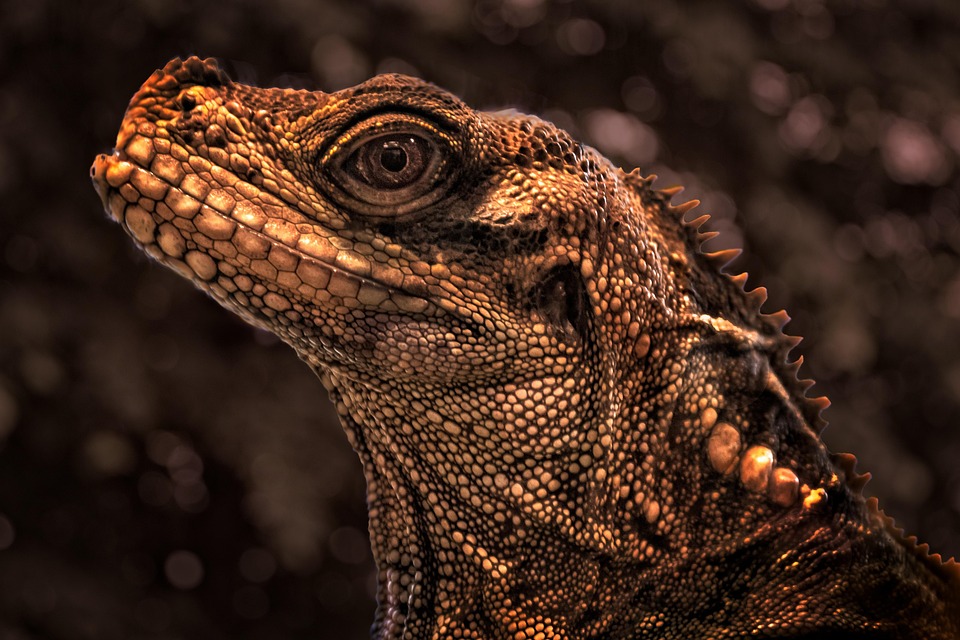 Leguan Reptil Natur - Kostenloses Foto auf Pixabay