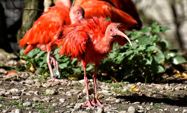 300+ Free Ibis & Scarlet Ibis Images