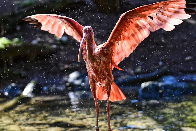 30,000+ Free Ibis Bird & Ibis Images - Pixabay