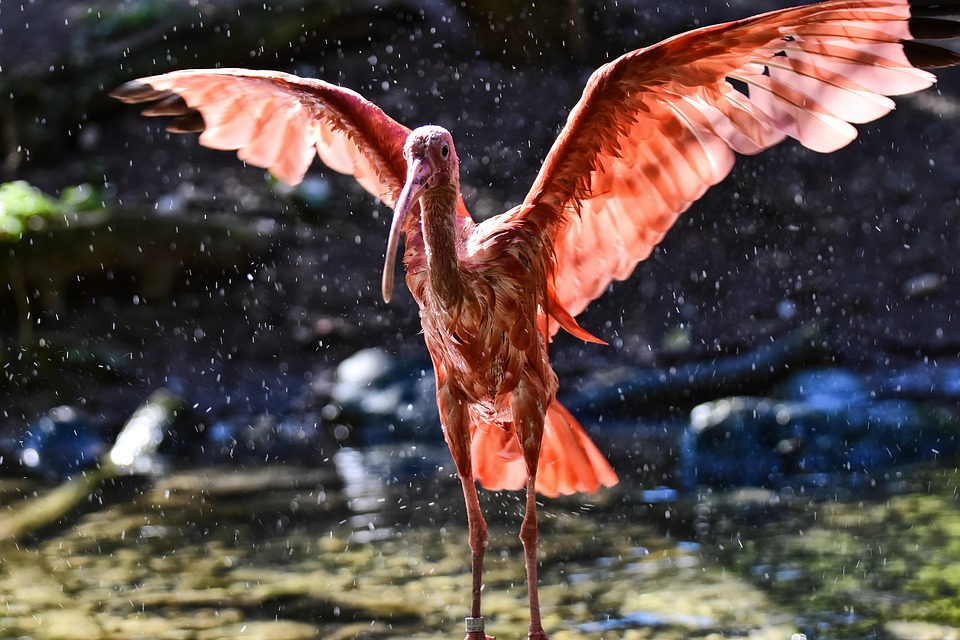 Bird Ibis Ornithology - Free photo on Pixabay