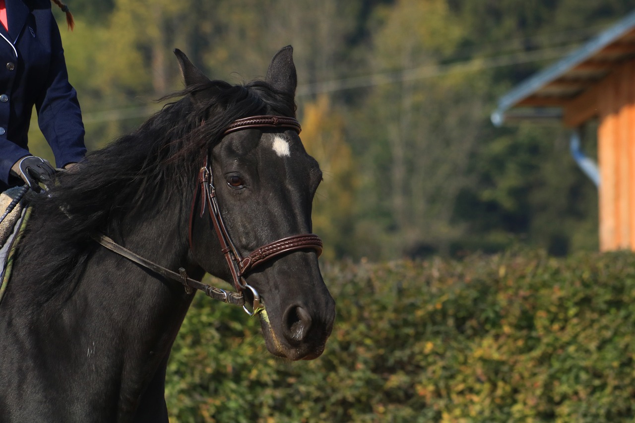 400.000+ kostenlose Black Horse Wallpaper und Natur-Bilder - Pixabay