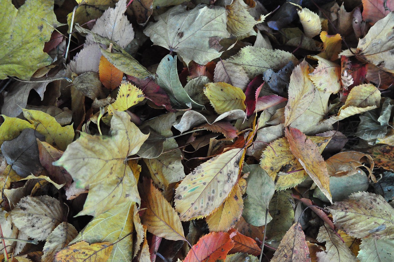 Leaves Fall Floor - Free photo on Pixabay - Pixabay