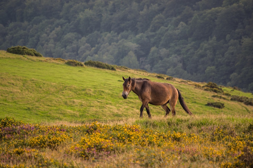 Exmoor Pony Horse - Free photo on Pixabay