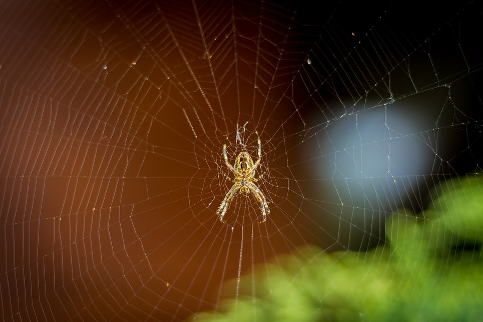 Spin Spinnennet Spinnenweb - Gratis foto op Pixabay - Pixabay