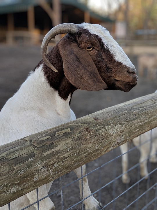 Goat Face Horns - Free photo on Pixabay - Pixabay