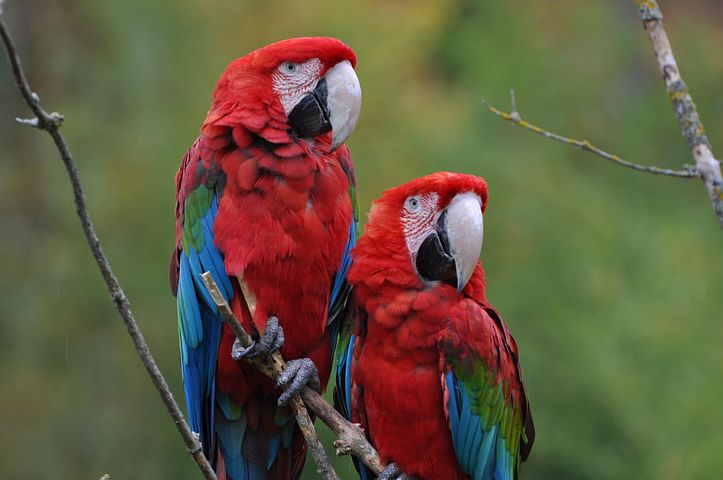 300+ Free Cockatoo & Parrot Images - Pixabay