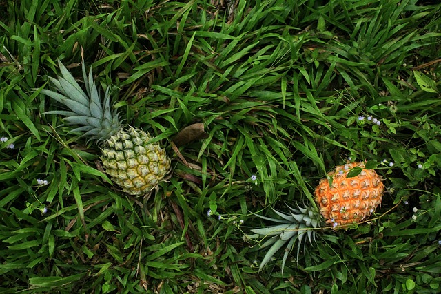 Pineapple Grass Natural - Free photo on Pixabay