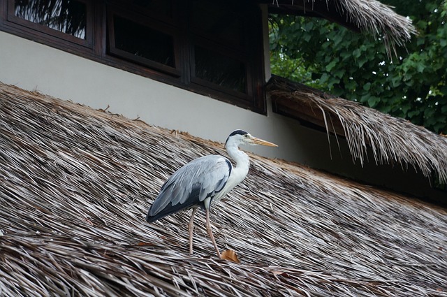 Baru Terbang Burung-Burung - Foto gratis di Pixabay - Pixabay