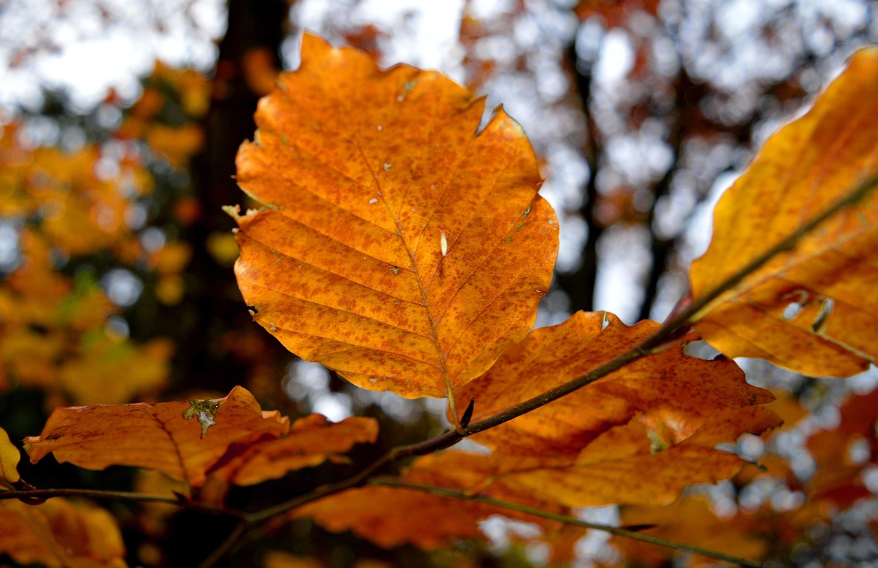 Autumn Leaves Branch Mood - Free photo on Pixabay - Pixabay