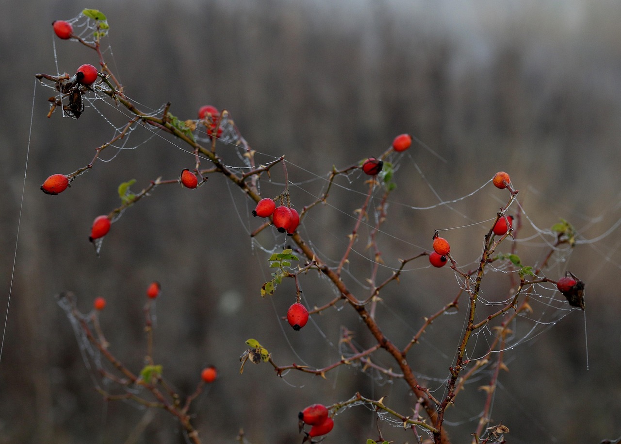 60+ Free Mace & Nature Images - Pixabay