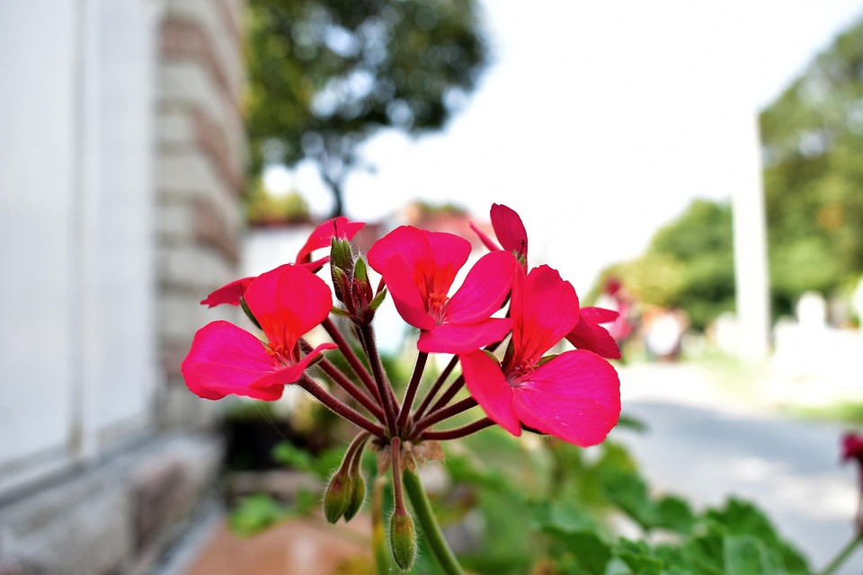 Geranium Bloem Plant - Gratis foto op Pixabay - Pixabay