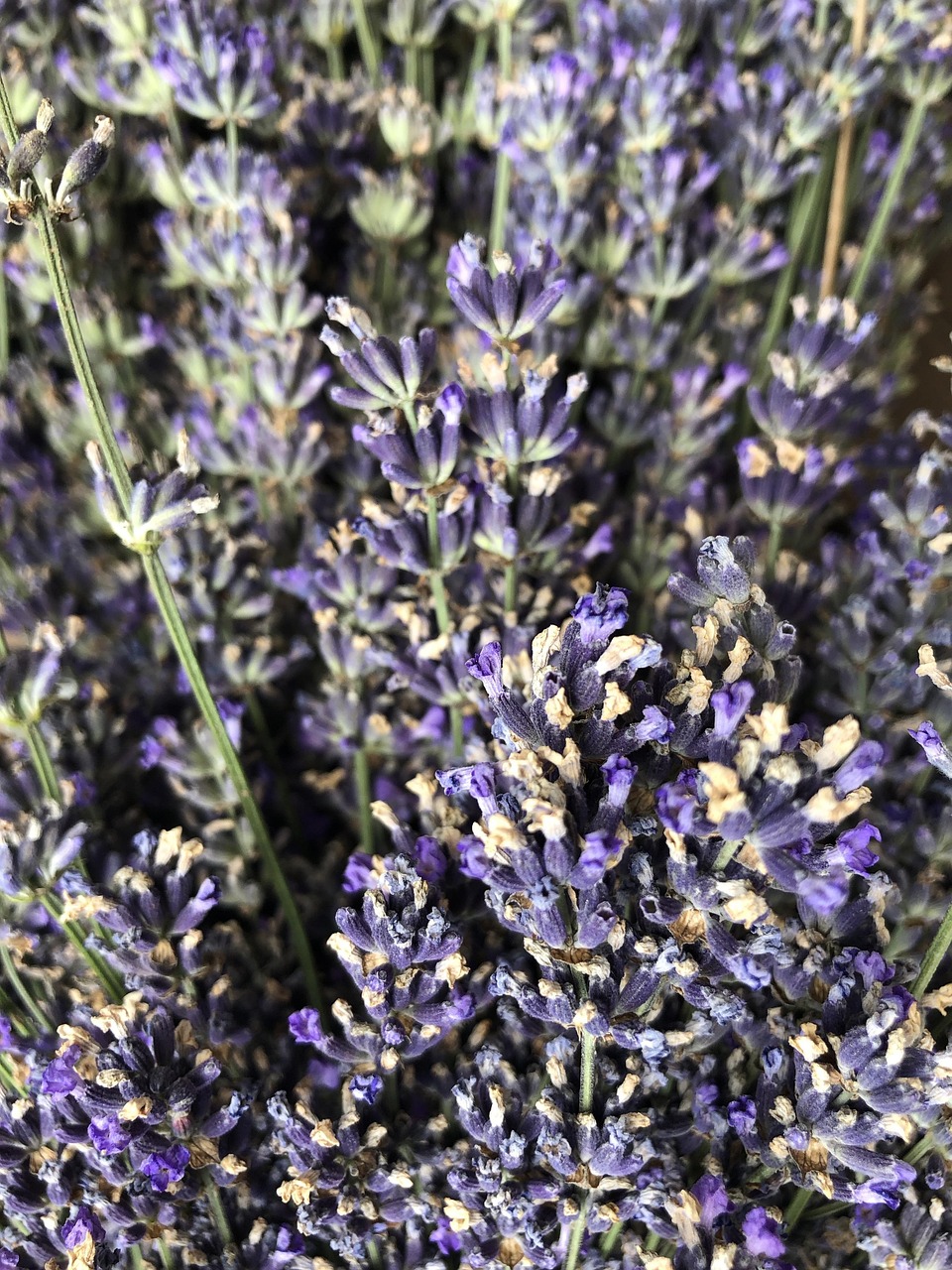 Lavender Nature Summer - Free photo on Pixabay - Pixabay