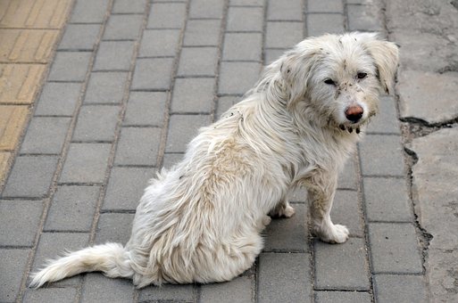 40+ kostenlose Schmutziger Hund und Schmutzig-Bilder - Pixabay