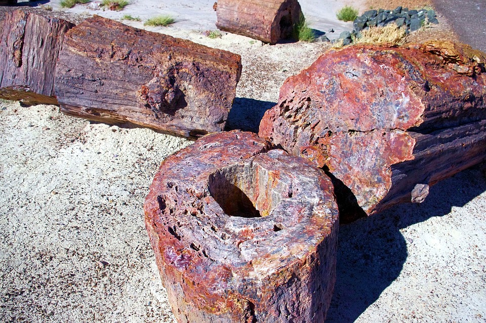 Troncos Petrificados Petrificado - Foto gratis en Pixabay