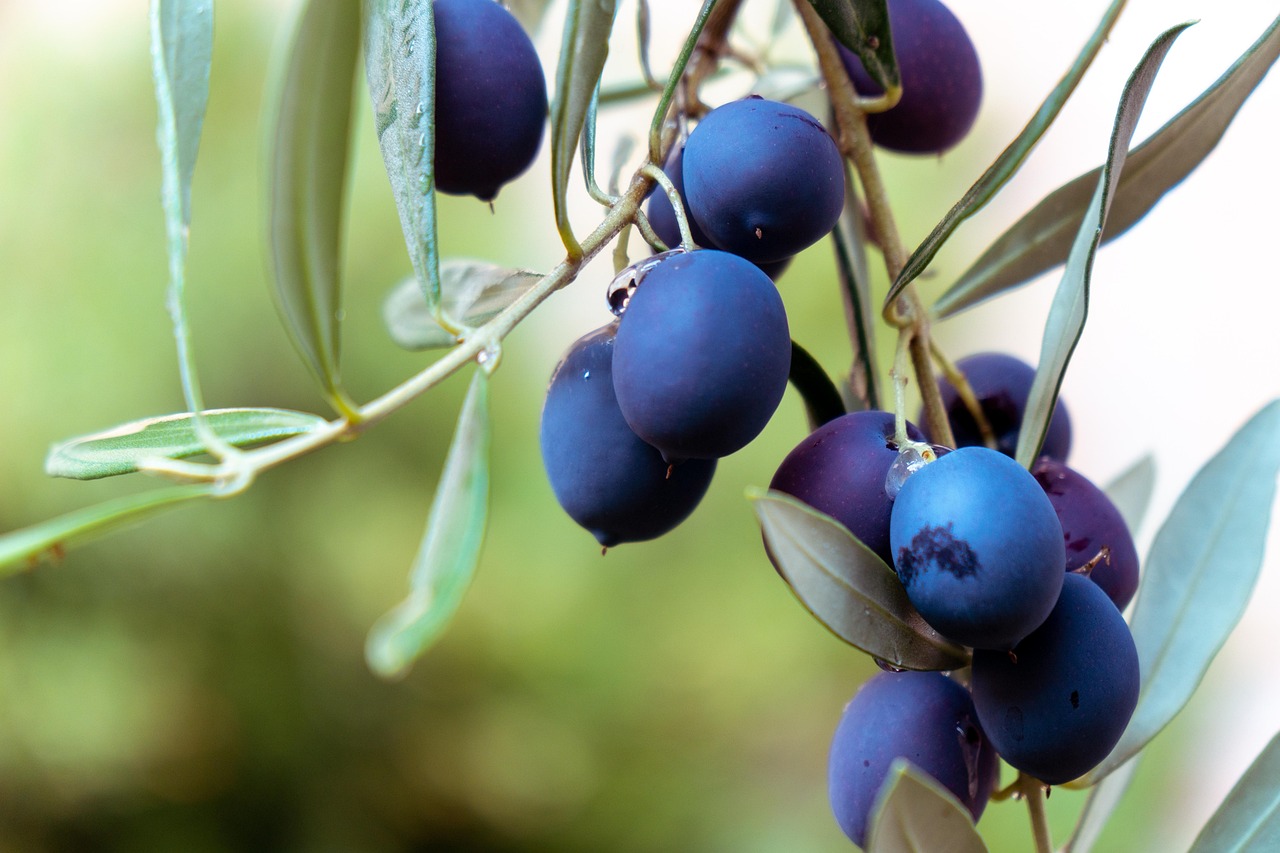 Olives Olive Food - Free photo on Pixabay - Pixabay