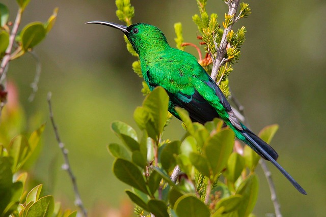 300+ Free Sunbirds & Bird Images - Pixabay