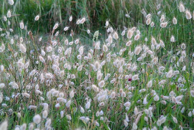La Nature Gazon Graminées Ambiance - Photo gratuite sur Pixabay - Pixabay