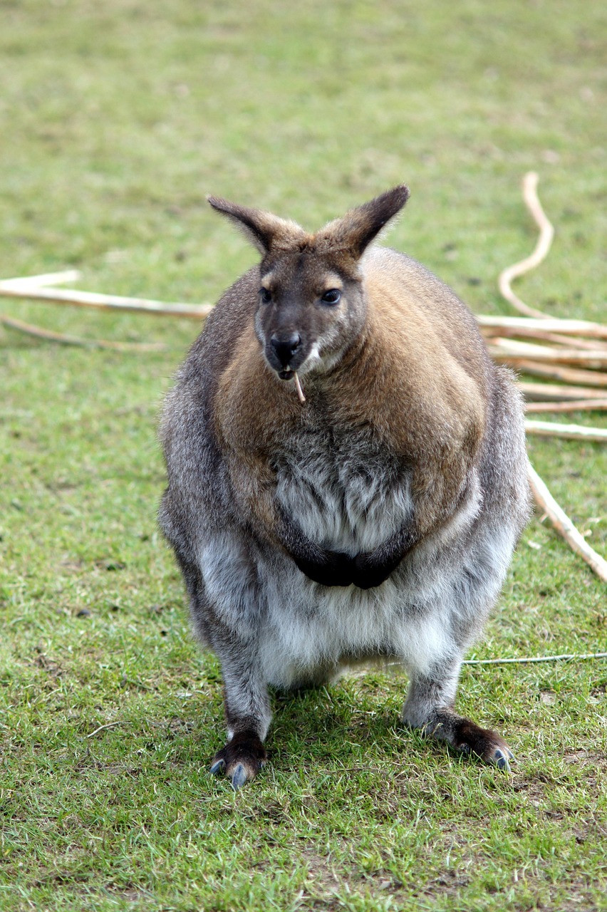 Zoo Tierwelt Tiere - Kostenloses Foto auf Pixabay - Pixabay