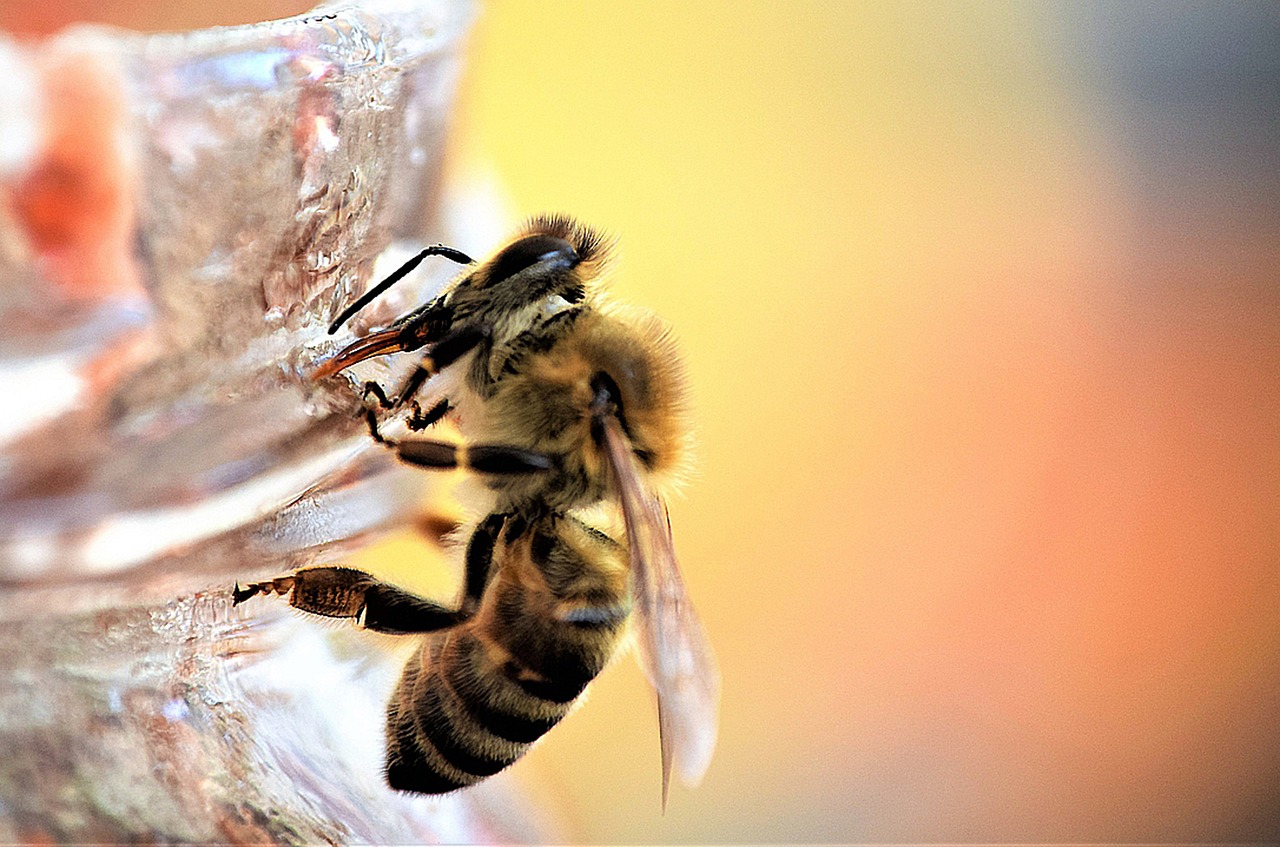 Abeja Insecto Naturaleza - Foto gratis en Pixabay - Pixabay