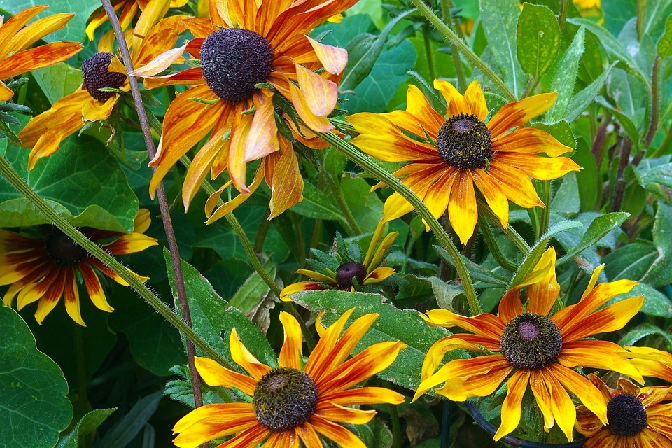 Colorful Colorado Sunflowers - Free photo on Pixabay