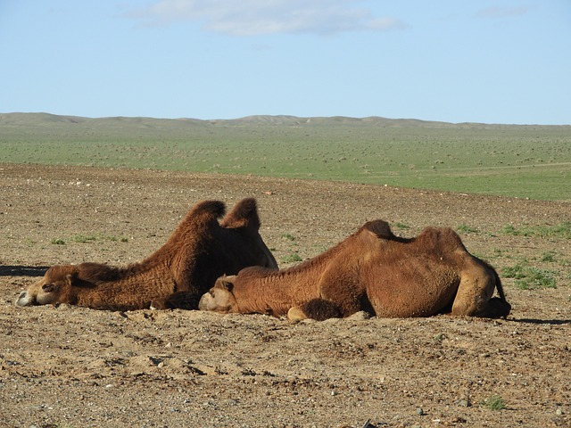Chameau Steppe Désert - Photo gratuite sur Pixabay - Pixabay