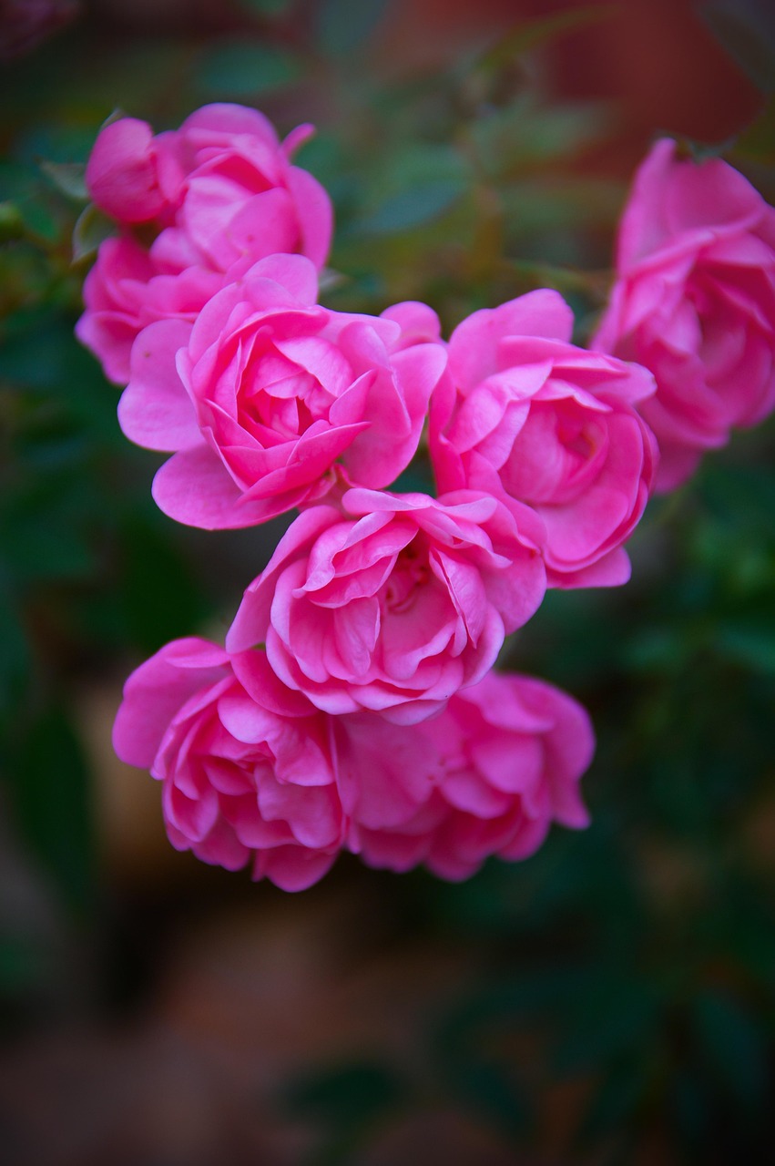 Pink Rose Musim Gugur Naik Bunga - Foto gratis di Pixabay - Pixabay