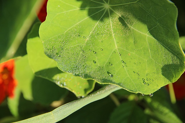 Capucine Feuille Vert - Photo gratuite sur Pixabay - Pixabay