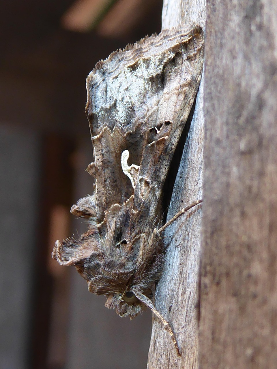 Gammaeule Noctuinae Stubs Macro - Free photo on Pixabay