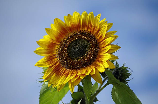 Bunga Sunflower Alam - Foto gratis di Pixabay - Pixabay