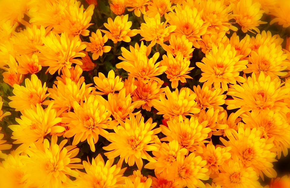 Crisantemo Amarillo Planta Flor - Foto gratis en Pixabay - Pixabay